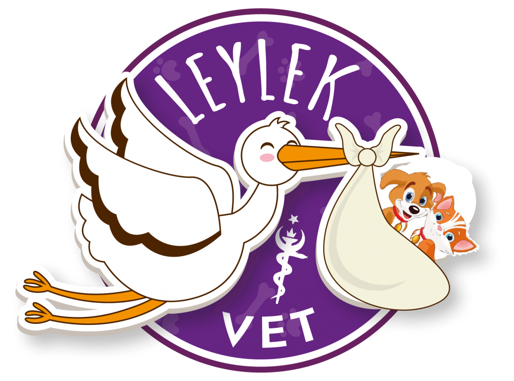 Kedi İç Parazit Hapı: Bilmeniz Gerekenler | Leylek Vet